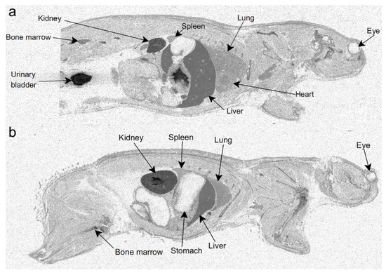 Pharmacokinetic Properties of the Nephrotoxin Orellanine in Rats