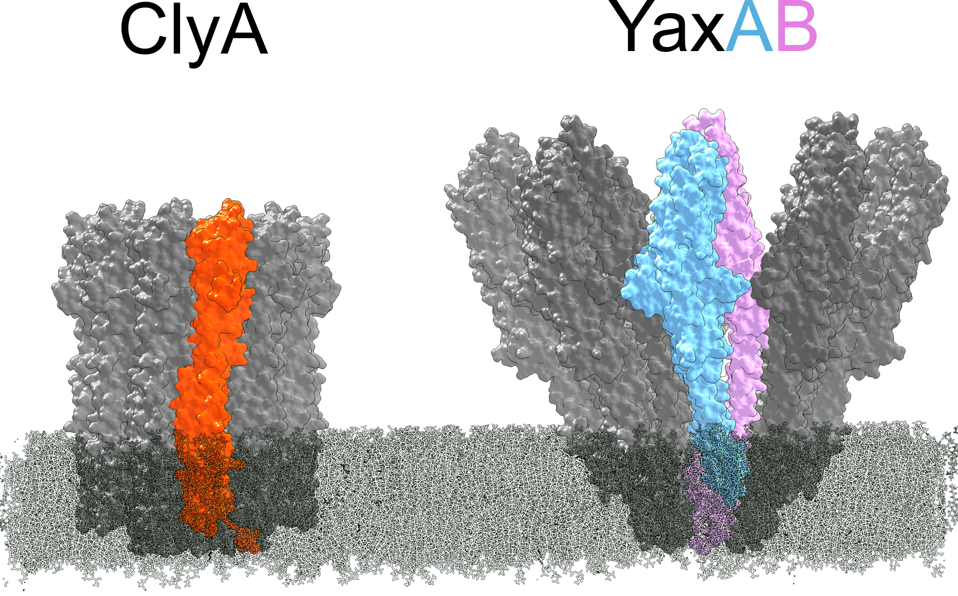 Toxins | Free Full-Text | Structural and Mechanistic Features of ClyA ...