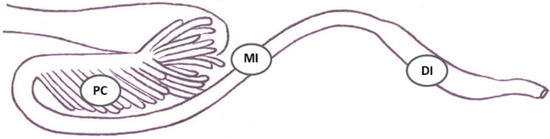 Dietary Deoxynivalenol (DON) May Impair the Epithelial Barrier and ...