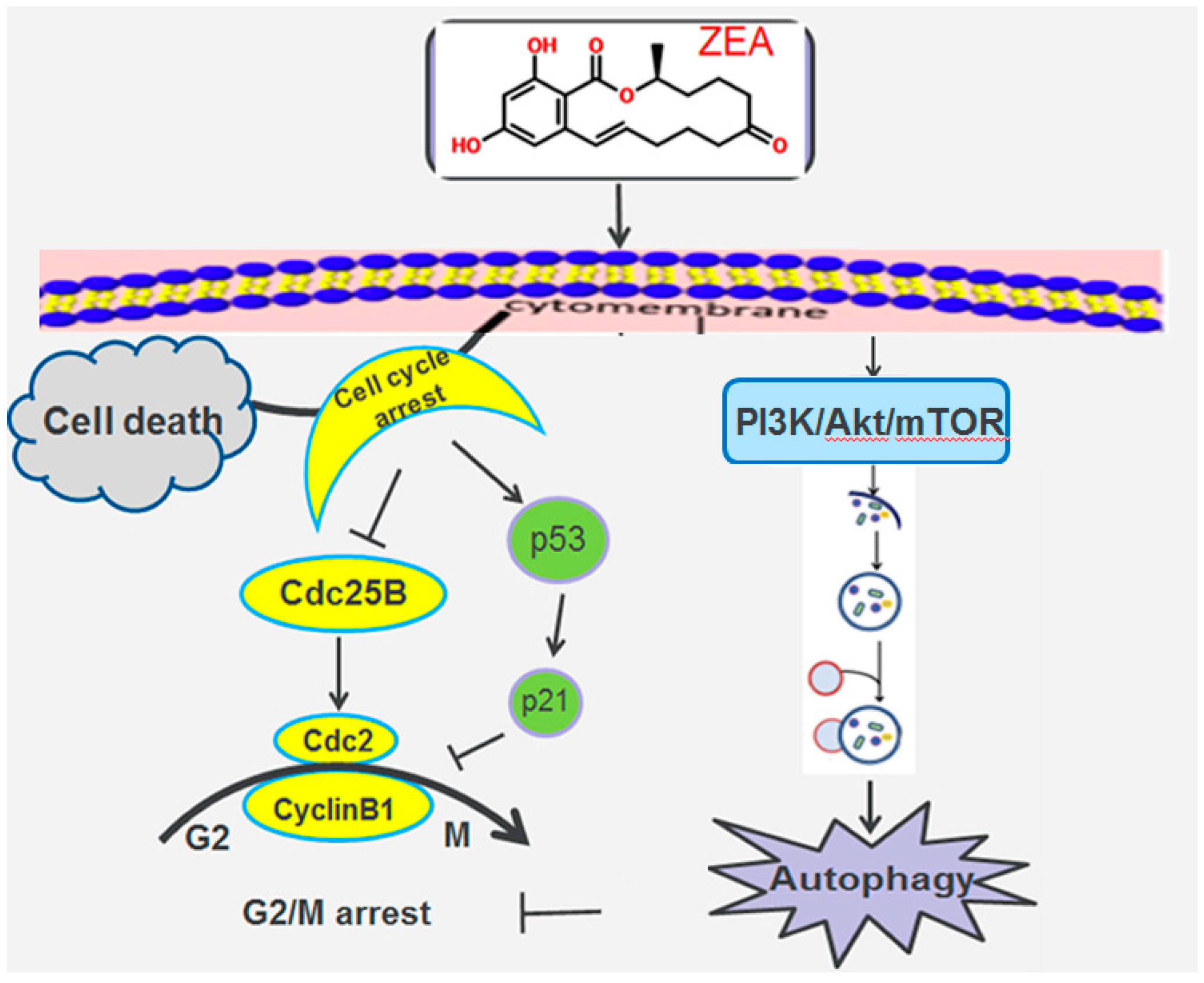 The Effects of Autophagy and PI3K/AKT/m-TOR Signaling Pathway on the ...