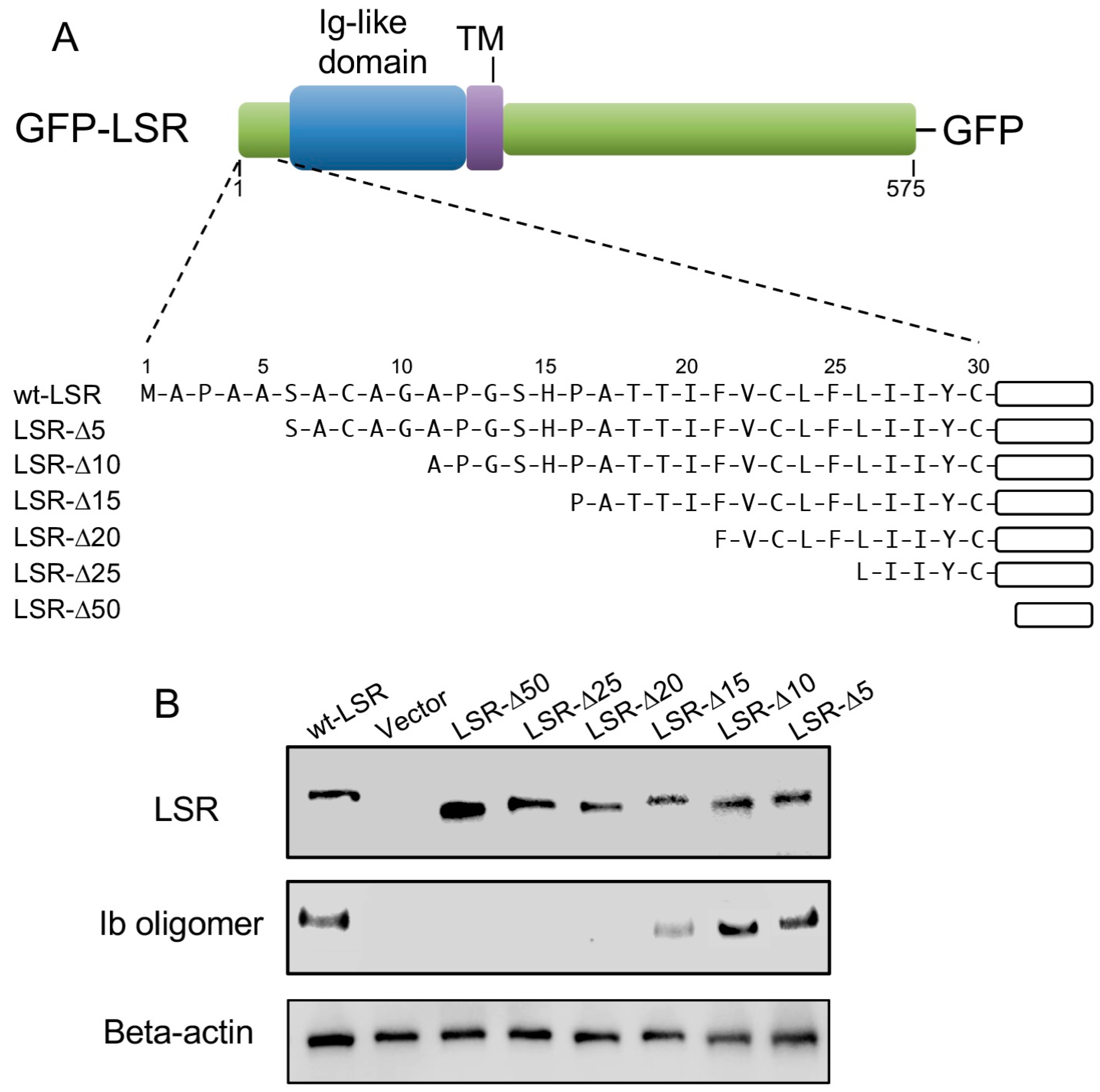 Interaction of Clostridium perfringens Iota Toxin and Lipolysis ...