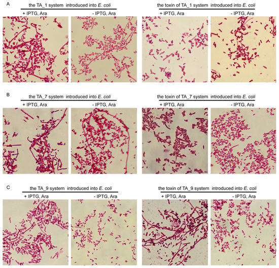 Identification of Three Type II Toxin-Antitoxin Systems in ...