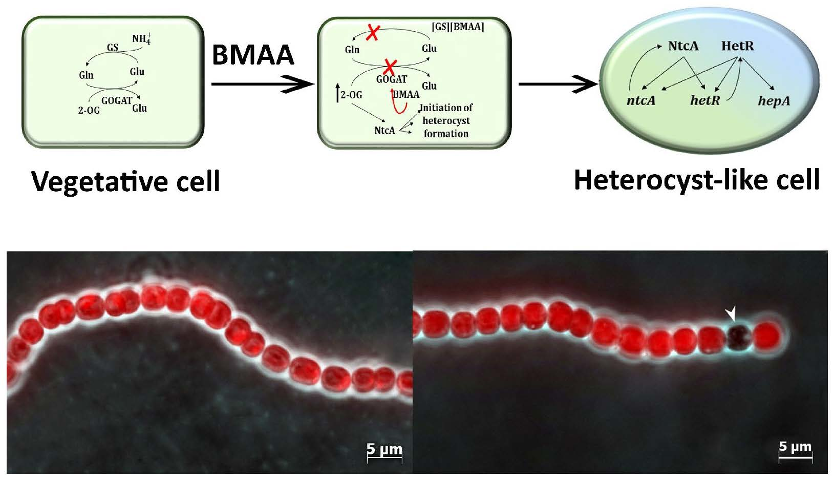 Toxins | Free Full-Text | The Cyanotoxin BMAA Induces Heterocyst ...