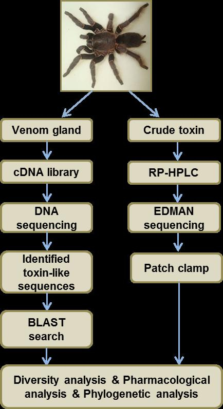 Toxins Free Full Text Transcriptomic Analysis Of The Spider Venom
