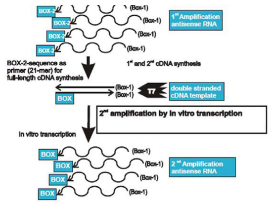 Environmental Variations in Mycobacterium ulcerans Transcriptome ...
