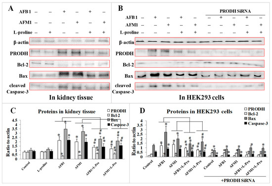 l-Proline Alleviates Kidney Injury Caused by AFB1 and AFM1 through ...