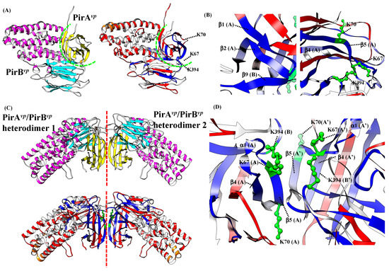 Structural Insights to the Heterotetrameric Interaction between the ...