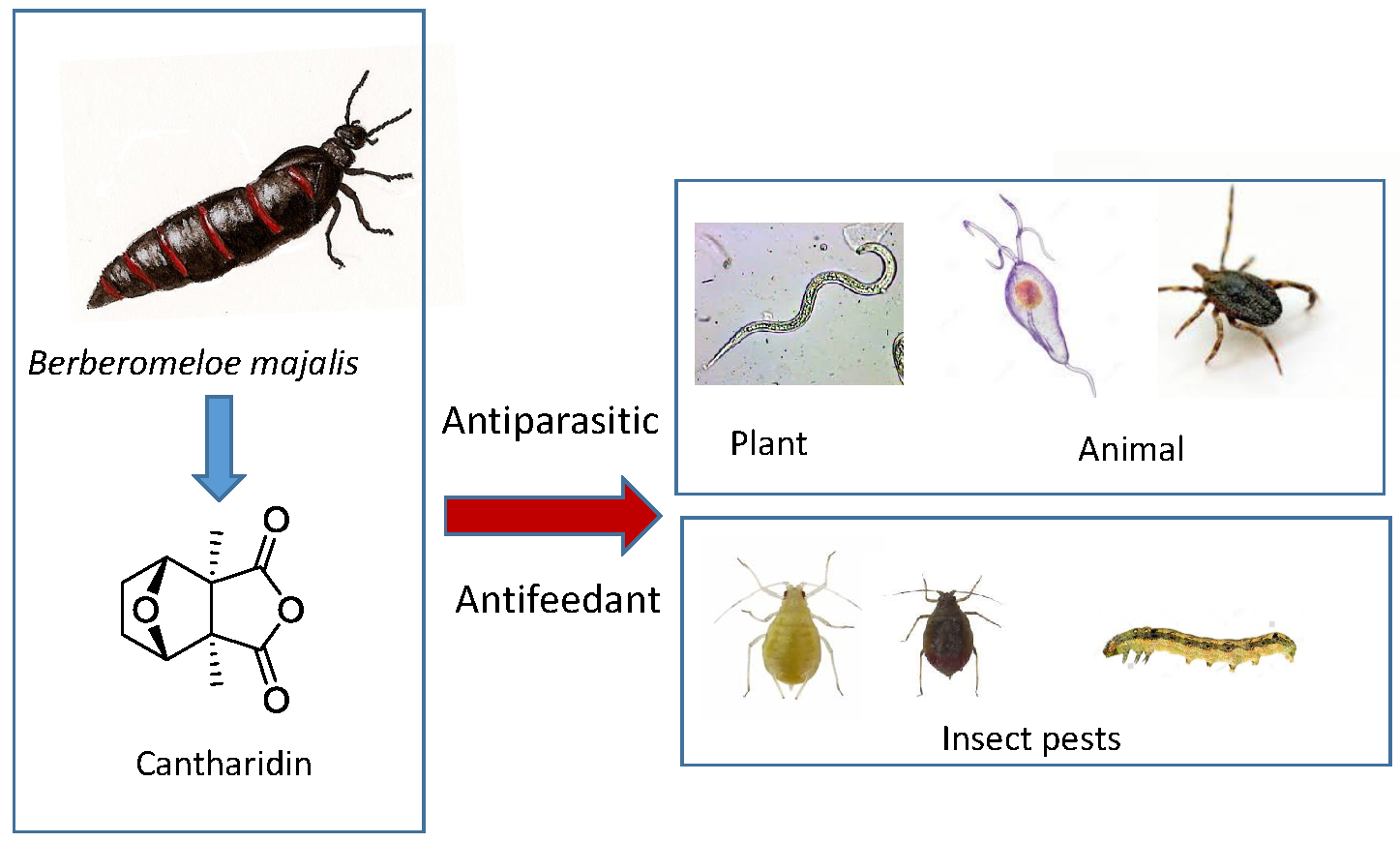 Toxins | Free Full-Text | Antiparasitic Properties of Cantharidin and ... Toxins | Free Full-Text | Antiparasitic Properties of Cantharidin and ...