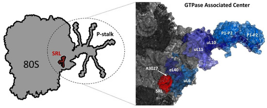 How Ricin Damages the Ribosome
