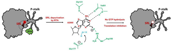 Toxins | Free Full-Text | How Ricin Damages the Ribosome