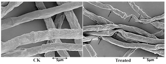 Fengycin Produced by Bacillus amyloliquefaciens FZB42 Inhibits Fusarium ...