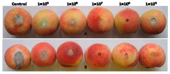 Identification of the Fungal Pathogens of Postharvest Disease on Peach ...