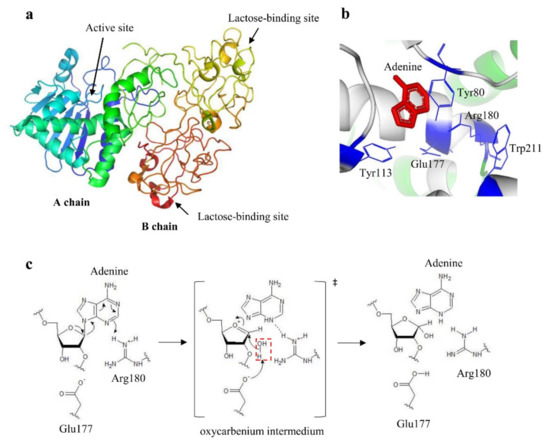 Ricin: An Ancient Story for a Timeless Plant Toxin