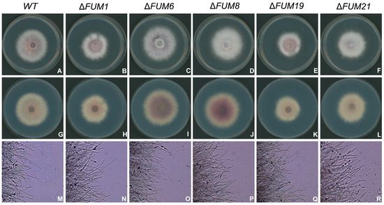 Effects of Disruption of Five FUM Genes on Fumonisin Biosynthesis and ...