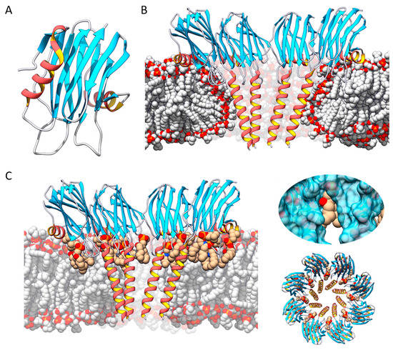 Pore-Forming Proteins from Cnidarians and Arachnids as Potential ...