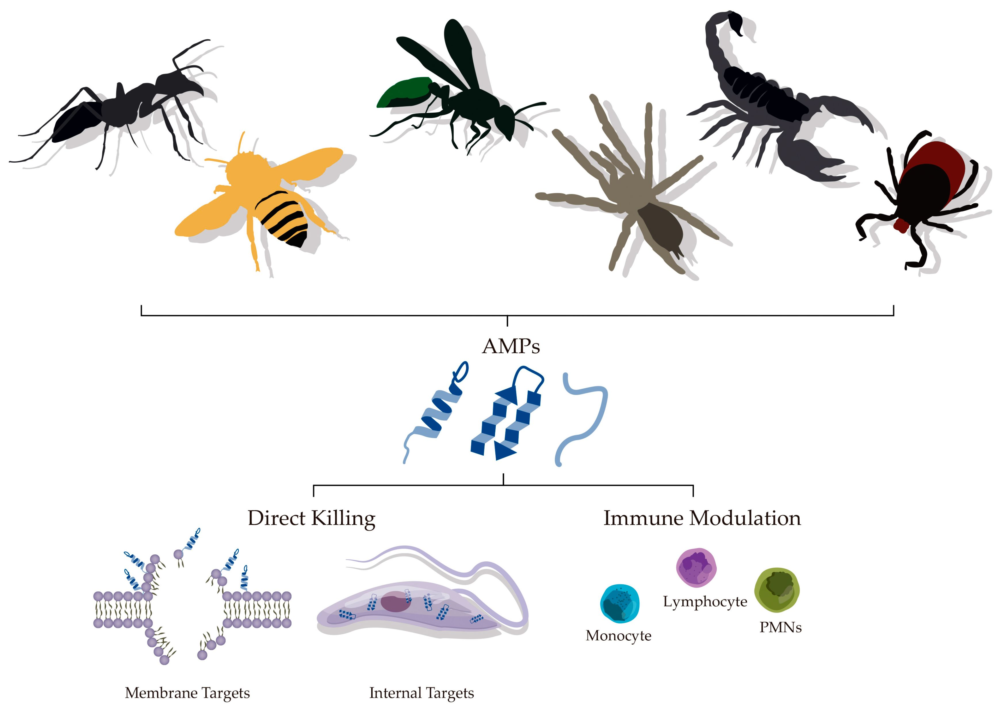 Toxins Free Full Text Natural Occurrence In Venomous Arthropods Of