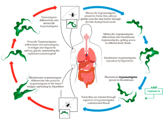 Toxins | Special Issue : Arthropod Venom Components and Their Potential ...