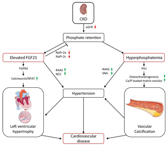 FGF23 and Phosphate–Cardiovascular Toxins in CKD