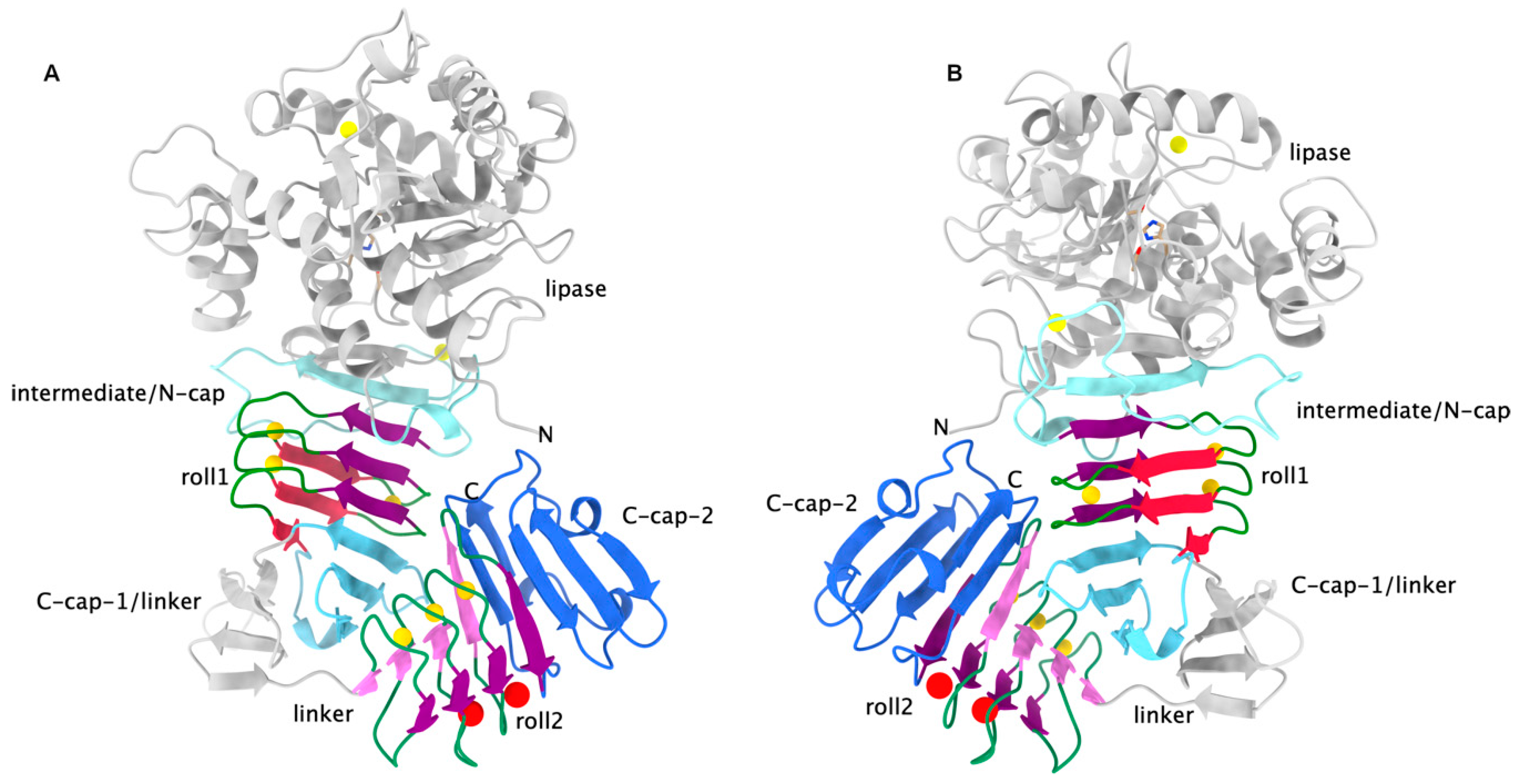 Toxins | Free Full-Text | Structure–Function Relationships of the ... Toxins | Free Full-Text | Structure–Function Relationships of the ...