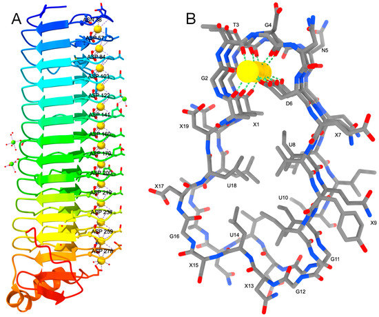 Structure–Function Relationships of the Repeat Domains of RTX Toxins