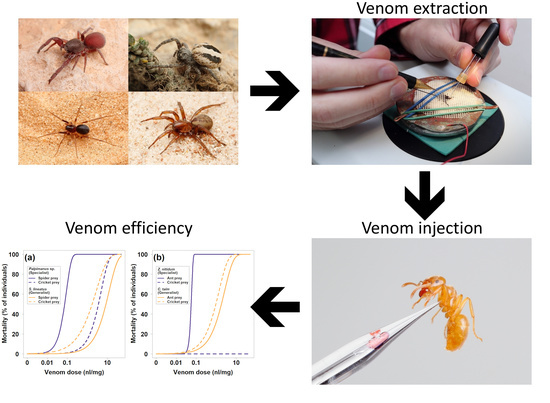 Toxins | Free Full-Text | High Specific Efficiency of Venom of Two Prey ...