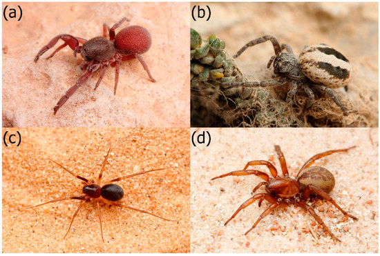 High Specific Efficiency of Venom of Two Prey-Specialized Spiders
