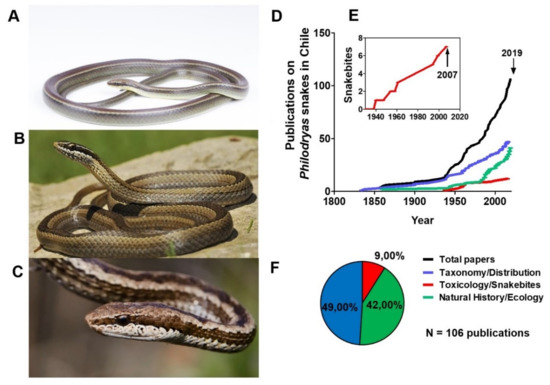 Philodryas (Serpentes: Dipsadidae) Envenomation, a Neglected Issue in Chile
