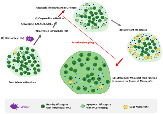 Programmed Cell Death-Like and Accompanying Release of Microcystin in Freshwater Bloom-Forming ...