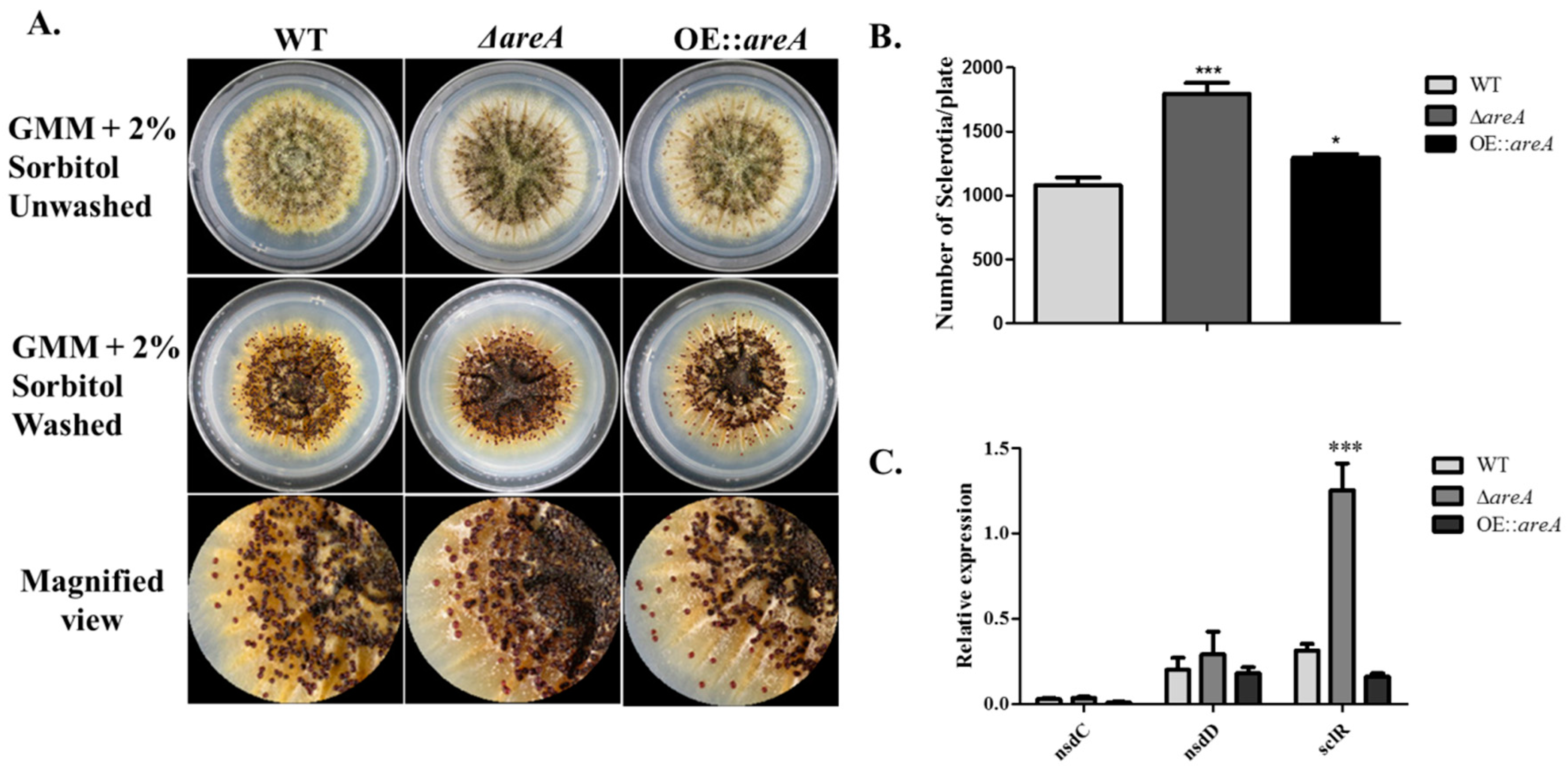 Toxins Free Full Text Regulation Of Morphology Aflatoxin