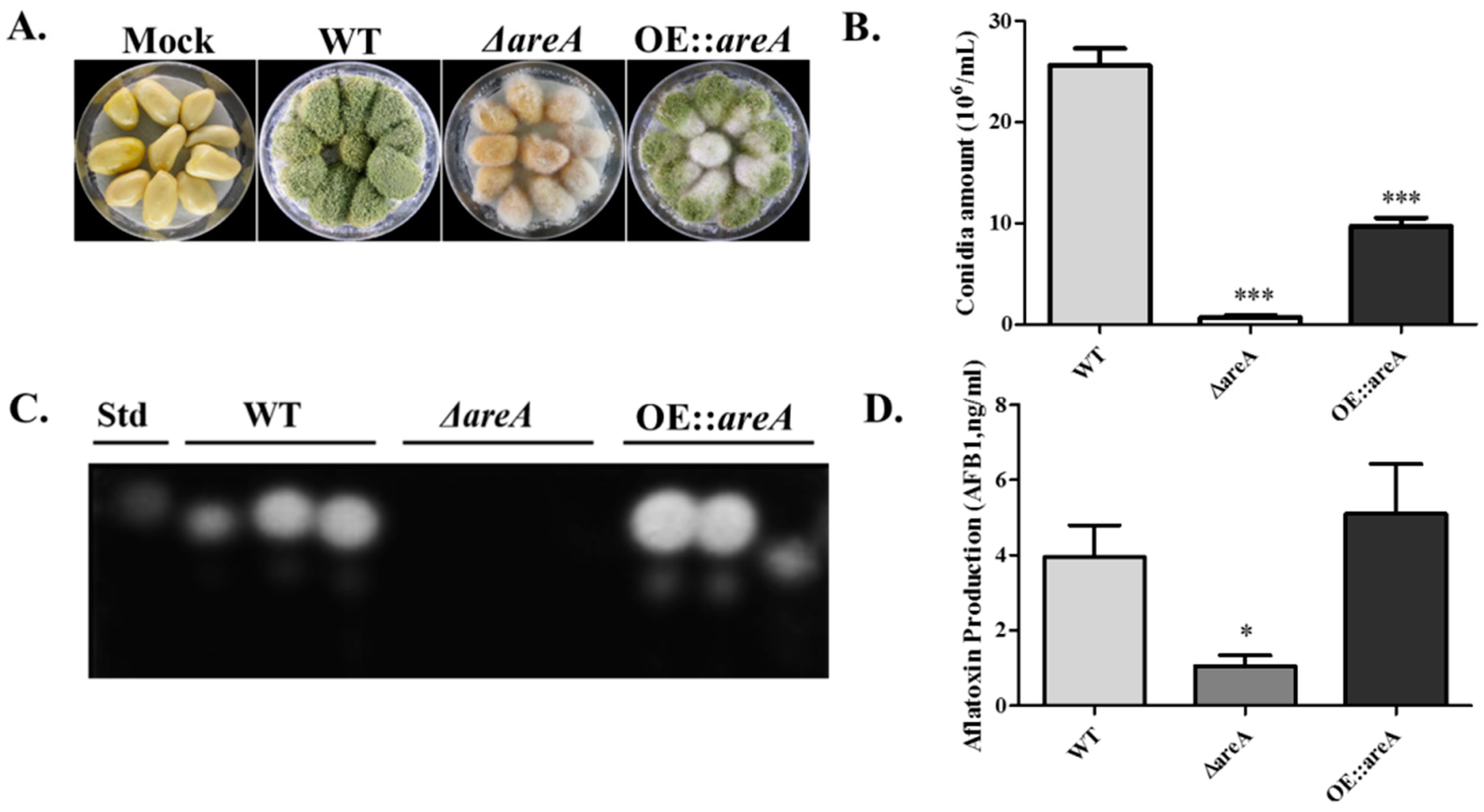 Toxins Free Full Text Regulation Of Morphology Aflatoxin