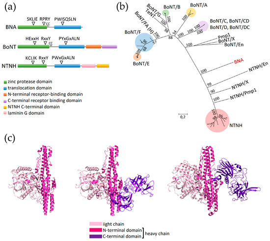 Looking for the X Factor in Bacterial Pathogenesis: Association of orfX-p47 Gene Clusters with ...