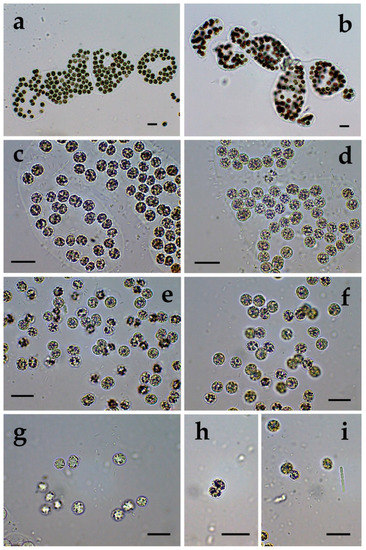 Morphological and Molecular Identification of Microcystin-Producing ...