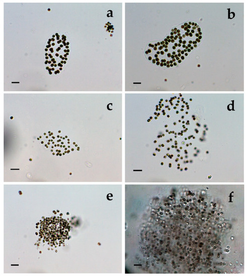 Morphological and Molecular Identification of Microcystin-Producing ...