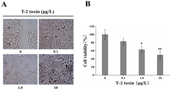 T-2 Toxin-Induced Oxidative Stress Leads to Imbalance of Mitochondrial ...