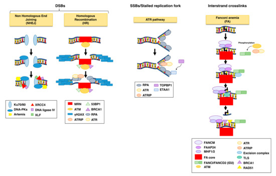 Bacterial Genotoxin-Induced DNA Damage and Modulation of the Host ...