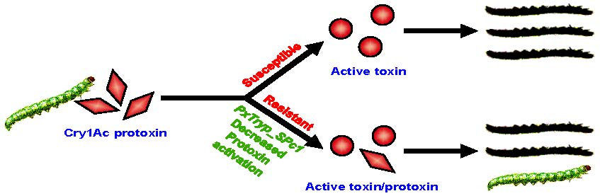 Toxins | Free Full-Text | Reduced Expression of a Novel Midgut Trypsin ...