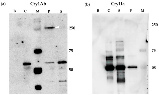 Study of the Bacillus thuringiensis Cry1Ia Protein Oligomerization ...
