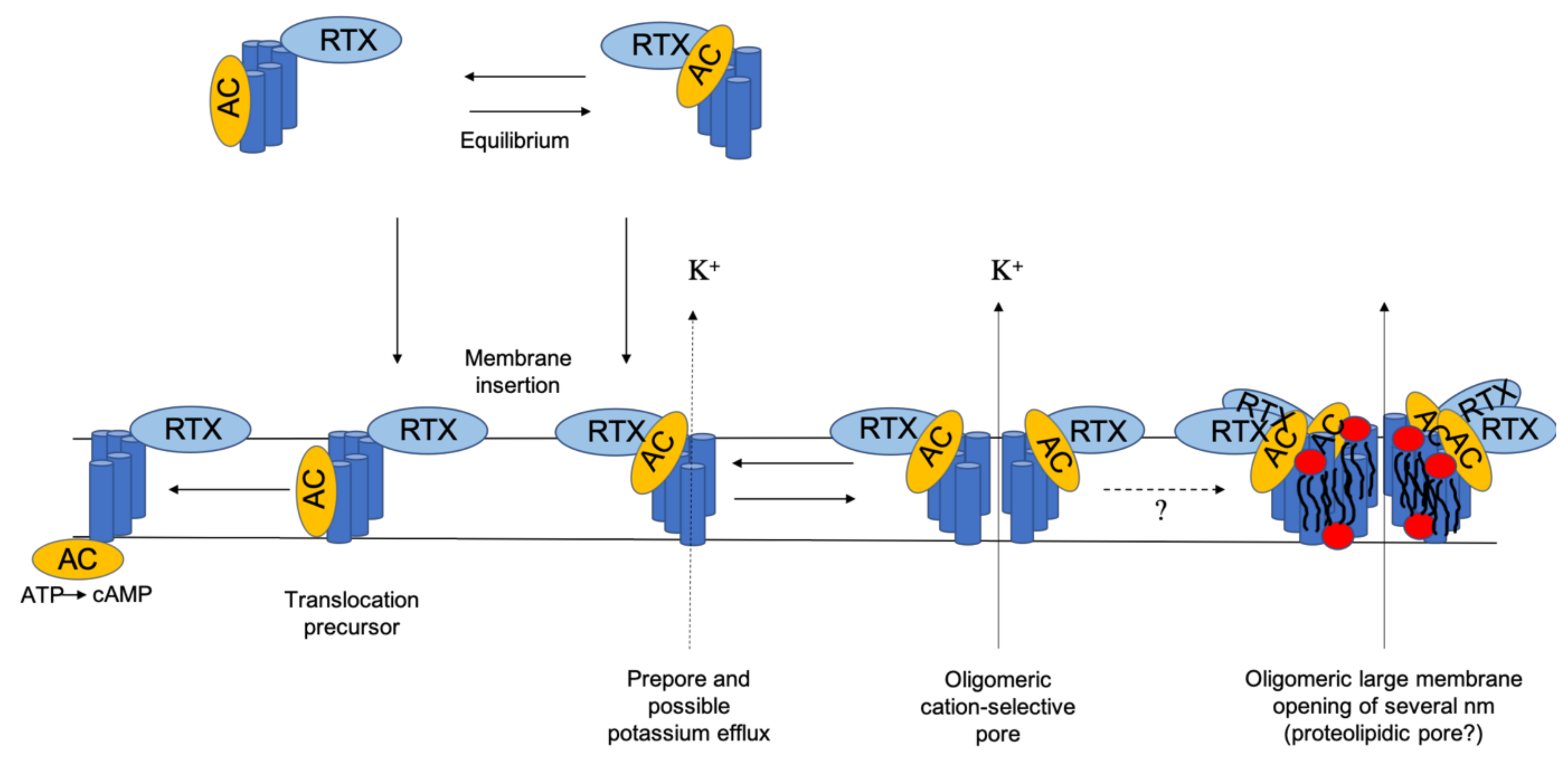 Toxins | Free Full-Text | Membrane Activity and Channel Formation of ... Toxins | Free Full-Text | Membrane Activity and Channel Formation of ...