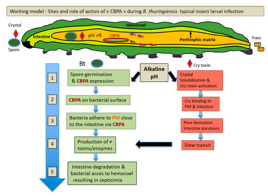 A Bacillus thuringiensis Chitin-Binding Protein is Involved in Insect ...