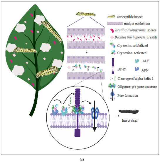 The Cytocidal Spectrum of Bacillus thuringiensis Toxins: From Insects ...