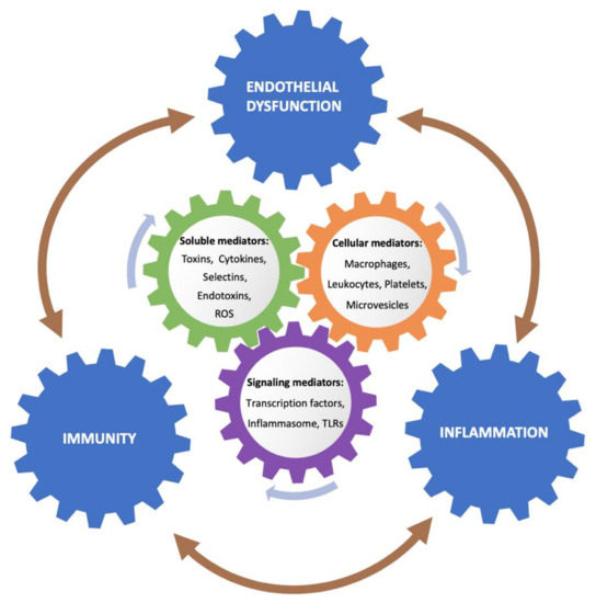 Endothelial Damage, Inflammation and Immunity in Chronic Kidney Disease