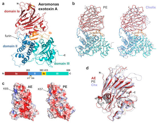 Crystal Structure of Exotoxin A from Aeromonas Pathogenic Species