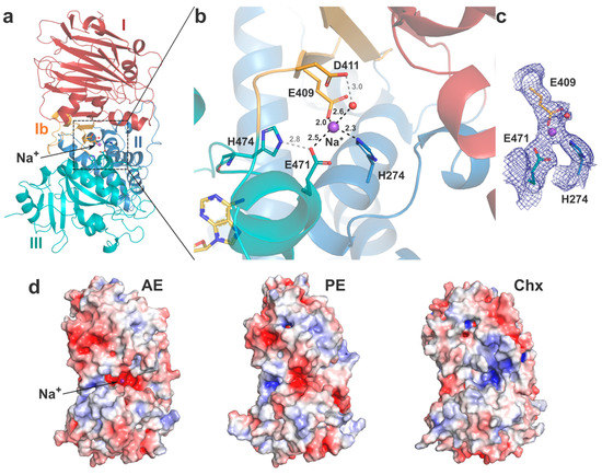 Crystal Structure of Exotoxin A from Aeromonas Pathogenic Species