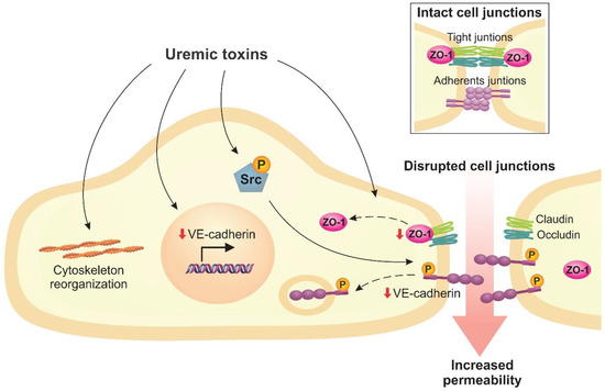 How do Uremic Toxins Affect the Endothelium?