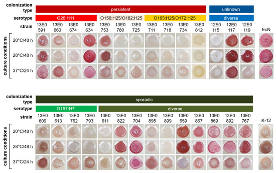 Toxins | Free Full-Text | Metabolic Traits of Bovine Shiga Toxin ...