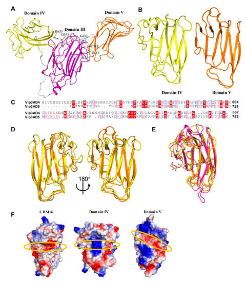 Structural and Functional Insights into the C-terminal Fragment of ...