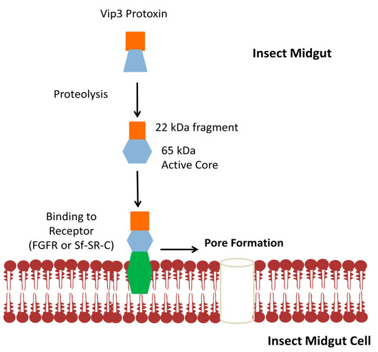 Current Insights on Vegetative Insecticidal Proteins (Vip) as Next ...