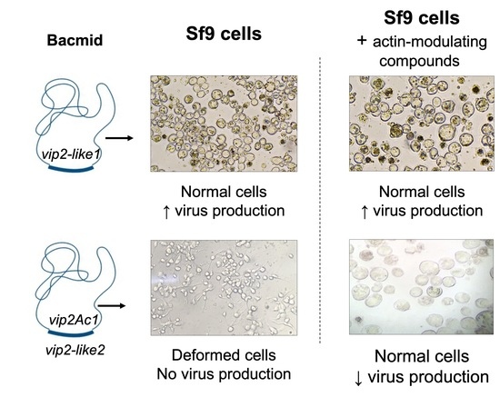 Toxins | Free Full-Text | Baculovirus Expression and Functional ...