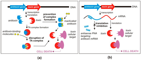 Targeting Type II Toxin–Antitoxin Systems as Antibacterial Strategies