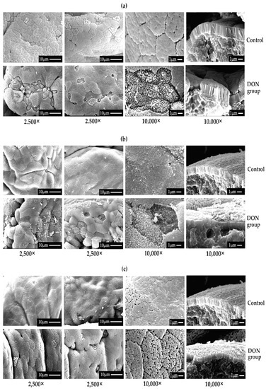 The Effects of Deoxynivalenol on the Ultrastructure of the Sacculus ...